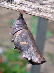 Common Eggfly Butterfly Emerging from a Chrysalis